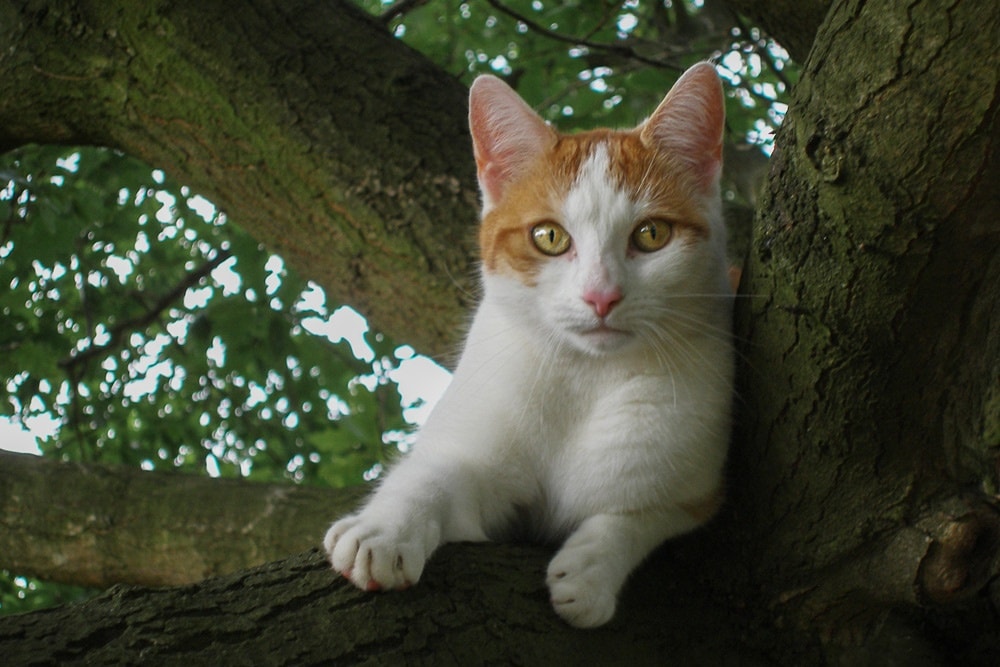 Aus dem Leben unserer Katze "Lilly" - Fellnasen im Fokus